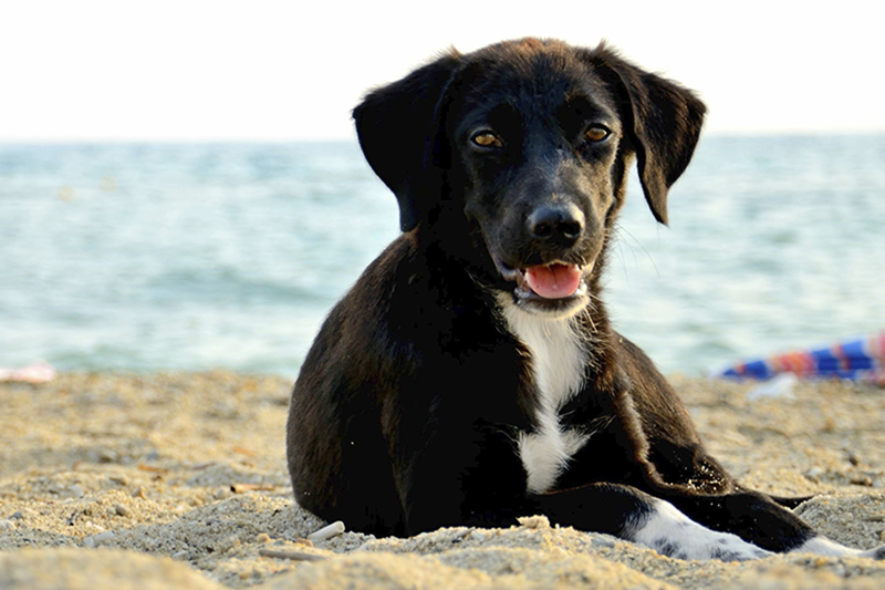 Why Aren't Dogs Allowed At National Parks | Petbarn Why Aren't Dogs Allowed At National Parks | Petbarn